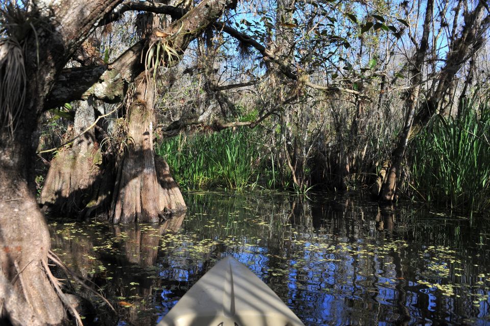 Everglades National Park: Mangrove Tunnel Kayak Eco-Tour - Why This Tour Is Worth It