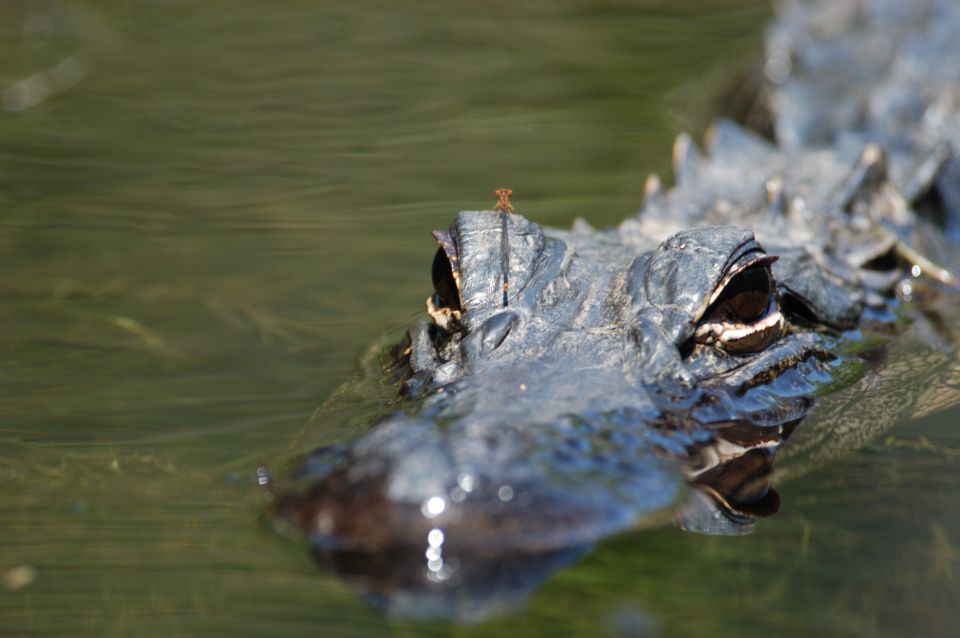 Everglades National Park: Mangrove Tunnel Kayak Eco-Tour - Final Thoughts