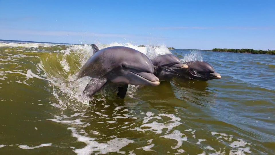 Everglades National Park: Motorboat Eco Tour - Setting the Scene: What to Expect During the Tour