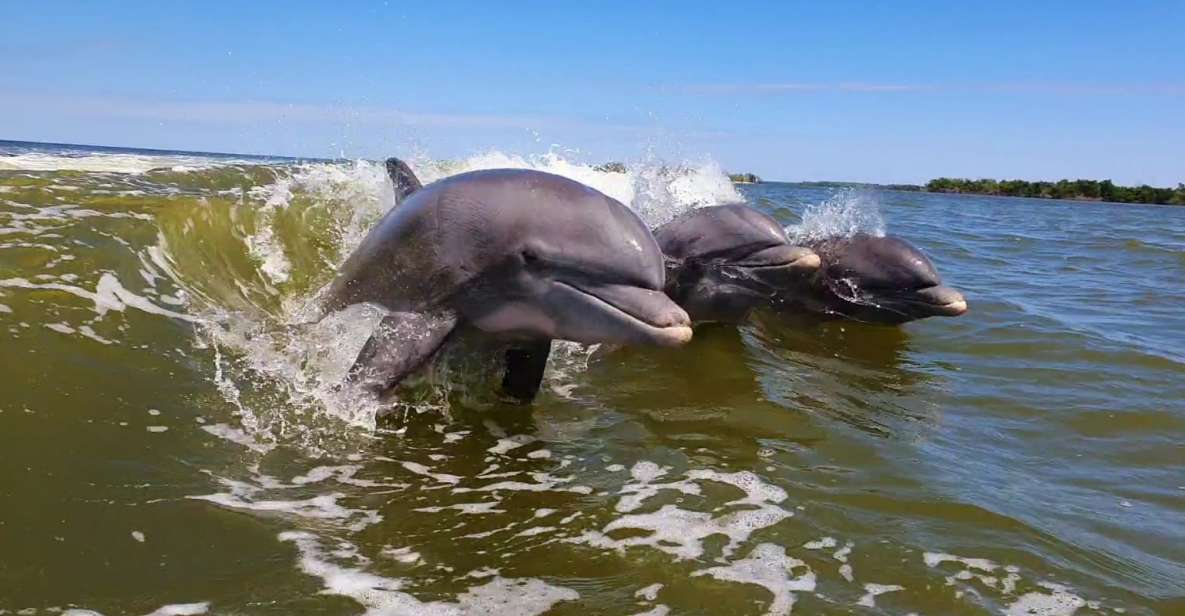 Everglades National Park: Motorboat Eco Tour - Whats Included and What to Bring