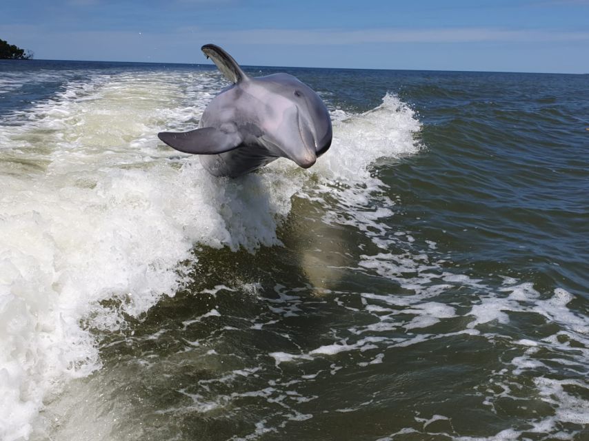 Everglades National Park: Motorboat Eco Tour - Final Thoughts: Is It Worth It?