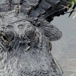 Everglades National Park Naturalist Led Hike, 2 Boat Trips + More - Is This Tour Worth It?