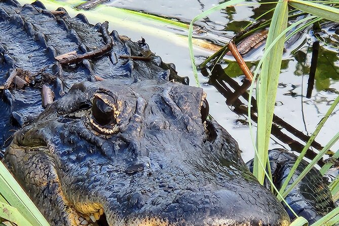 Everglades National Park Naturalist Led Hike, 2 Boat Trips + More - Final Thoughts