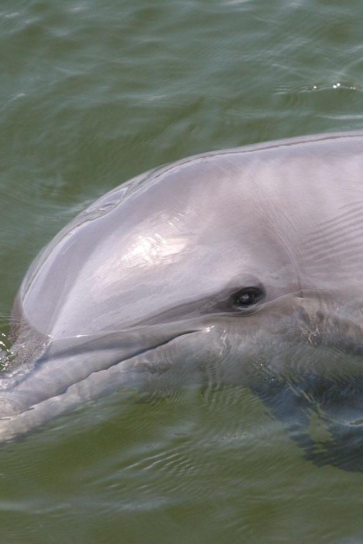 Everglades National Park: Pontoon Boat Tour & Boardwalk - The Itinerary: What You Can Expect