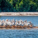 Everglades National Park: Pontoon Boat Tour & Boardwalk - The Value of This Tour