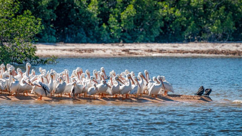 Everglades National Park: Pontoon Boat Tour & Boardwalk - The Value of This Tour