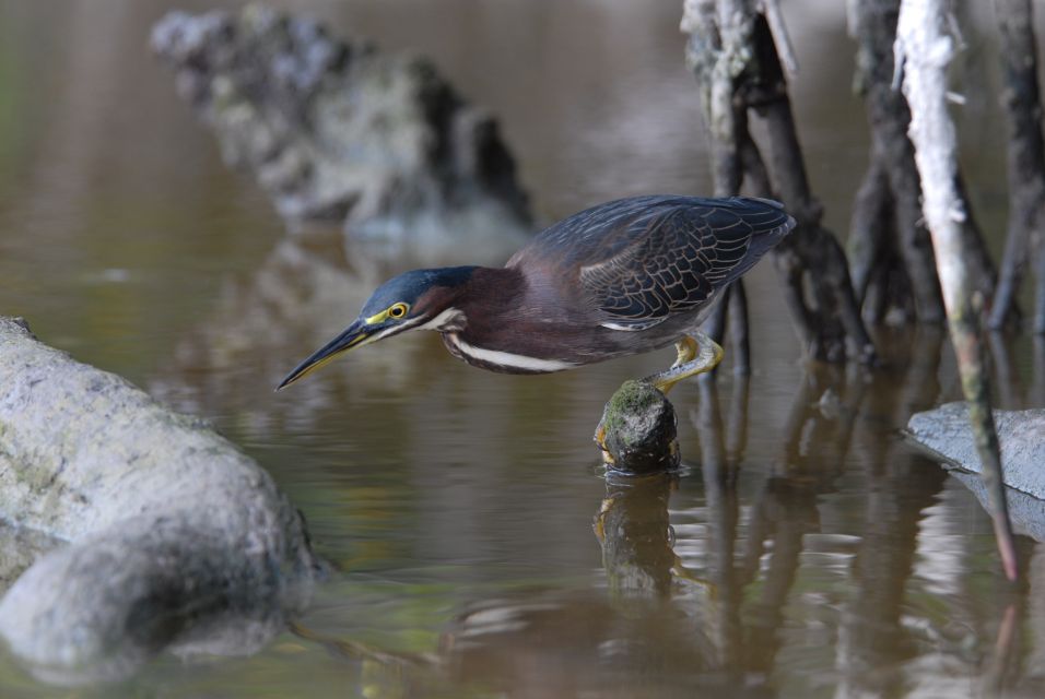 Everglades National Park: Private 2.5-Hour Photo Safari - An In-Depth Look at the Everglades Private Photo Safari