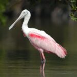 Everglades National Park: Private 2.5-Hour Photo Safari - The Guides and Their Role in Making It Special