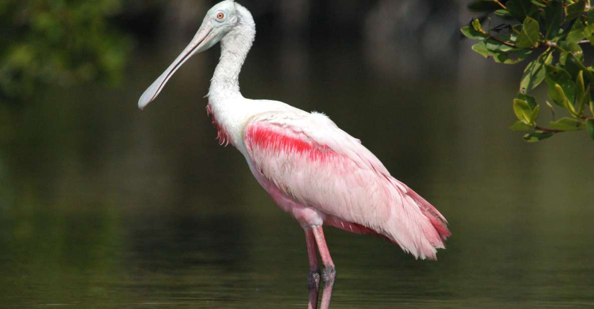 Everglades National Park: Private 2.5-Hour Photo Safari - Who Should Consider This Tour?
