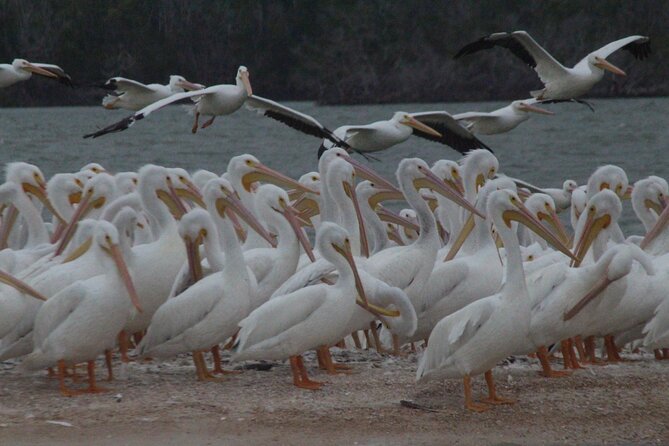 Everglades National Park Small Group Guided Boating and Walking Expedition - An Honest Breakdown of the Everglades Small Group Tour