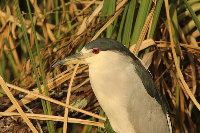 Everglades National Park Small Group Guided Boating & Walking Tour Expedition - Who Will Love This Experience?