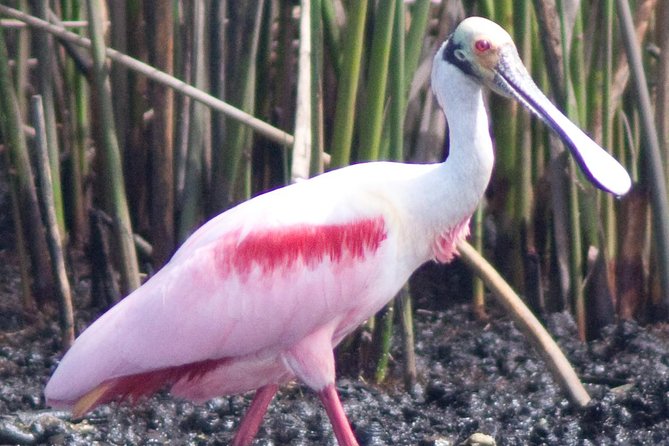 Everglades National Park Small Group Guided Boating & Walking Tour Expedition - The Sum Up