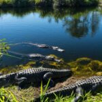 Everglades: Sawgrass Park Airboat Adventure Package - Daily Itinerary Breakdown