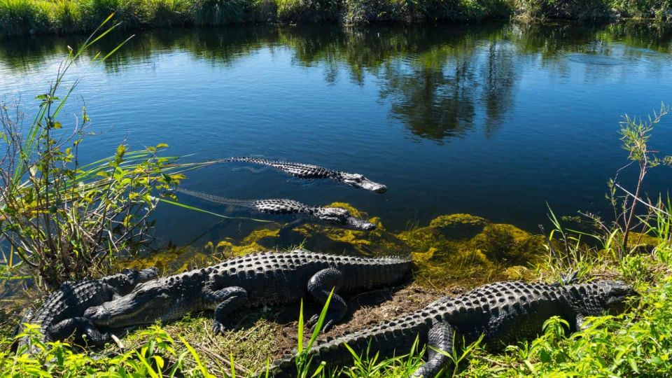Everglades: Sawgrass Park Airboat Adventure Package - Daily Itinerary Breakdown