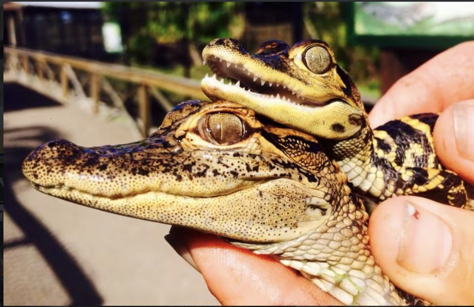 Everglades: Sawgrass Park Airboat Adventure Package - Practical Tips for Your Visit