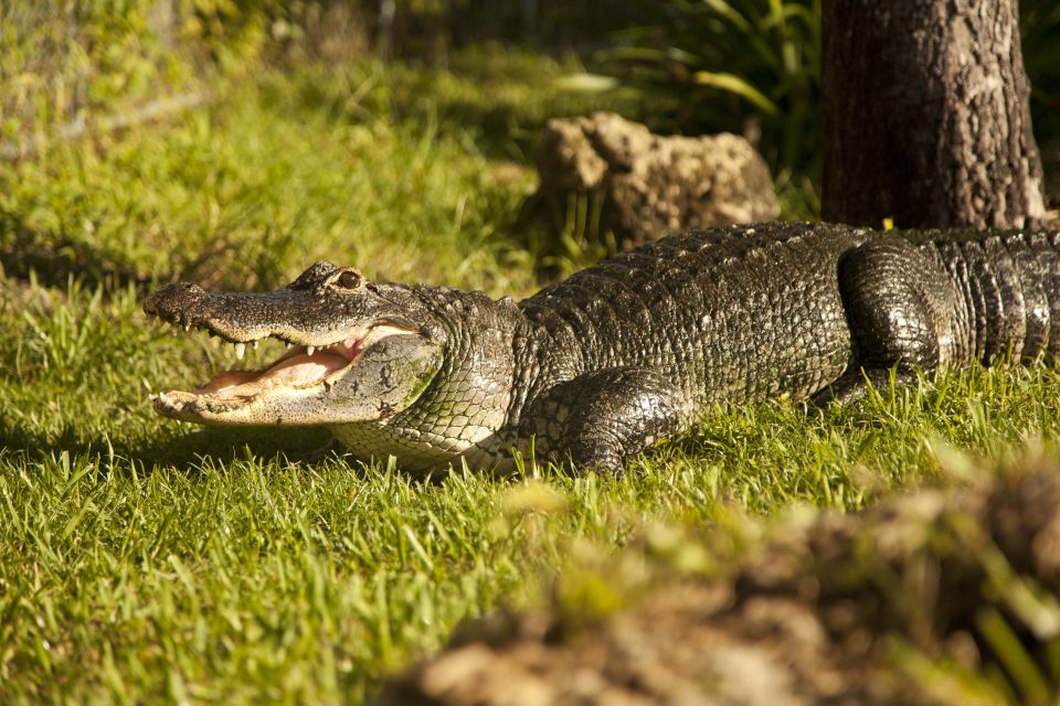 Everglades: Sawgrass Park Day Time Airboat Tour & Exhibits - Final Thoughts