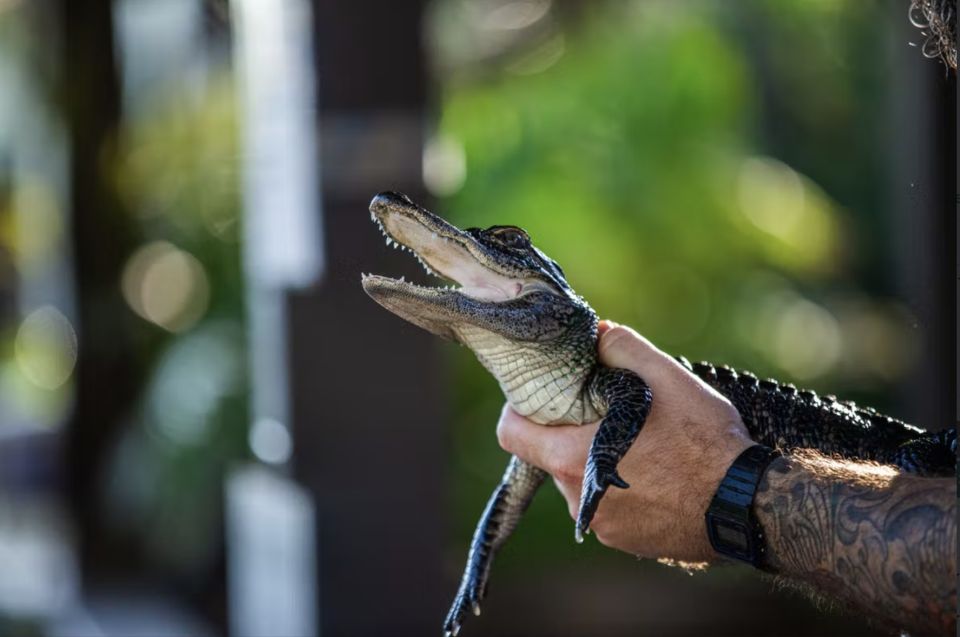 Everglades: Sawgrass Park Reptile Exhibit Private Tour - Everglades: Sawgrass Park Reptile Exhibit Private Tour — An In-Depth Review
