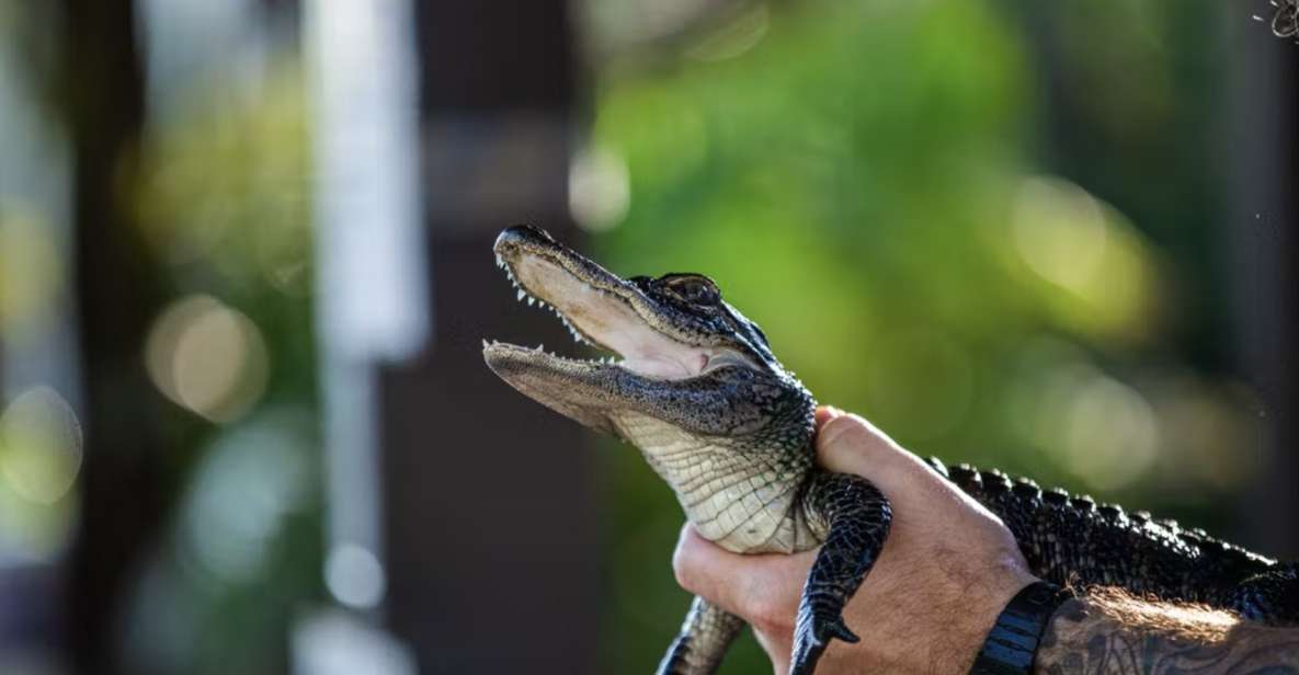 Everglades: Sawgrass Park Reptile Exhibit Private Tour - Planning Your Visit