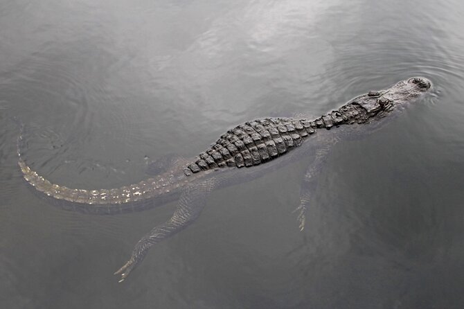 Everglades Small Group Express from Fort Lauderdale +Airboat Ride - The Itinerary: What You Can Expect