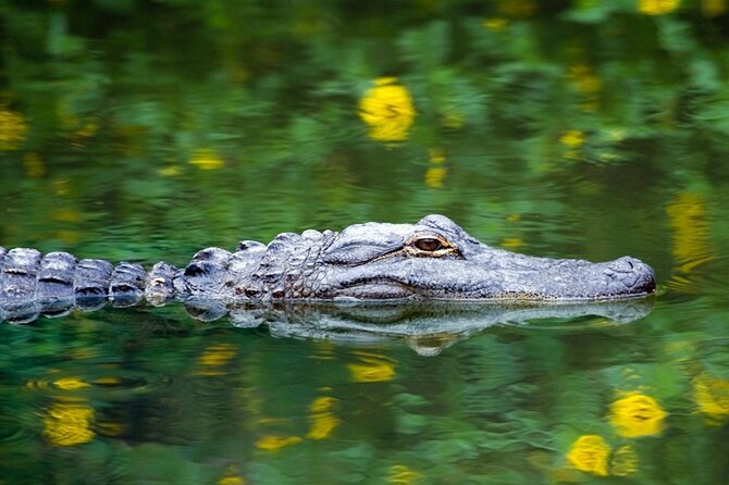 Everglades Small Group Express from Fort Lauderdale +Airboat Ride - Why This Tour Works