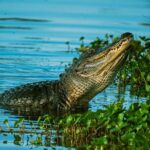 Everglades Tour from Miami Beach with Transportation - Who Will Appreciate This Tour?