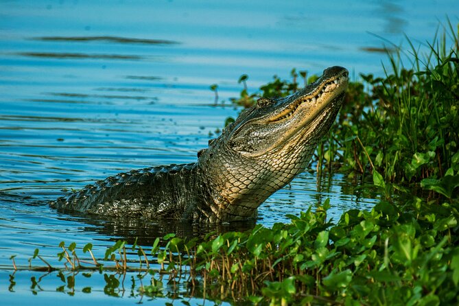 Everglades Tour from Miami Beach with Transportation - Who Will Appreciate This Tour?