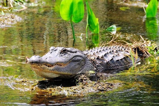 Everglades Tour in Miami - Final Thoughts