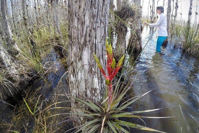 Everglades Tour w/ Biologist Led WET walk + 2 Boat Trips + Lunch! - An In-Depth Look at the Tour Itinerary