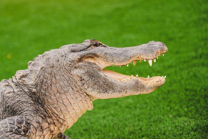 Everglades VIP Airboat Tour with Transportation Included - Final Thoughts