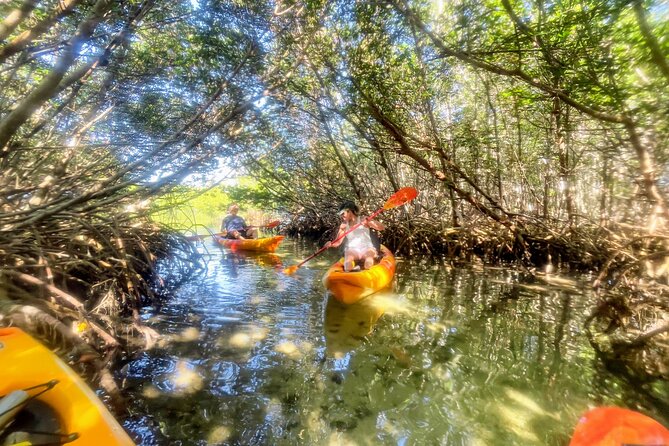 Exclusive Kayak Expedition: Exploring the Mangroves to Shell Key - The Heart of the Experience: What to Expect