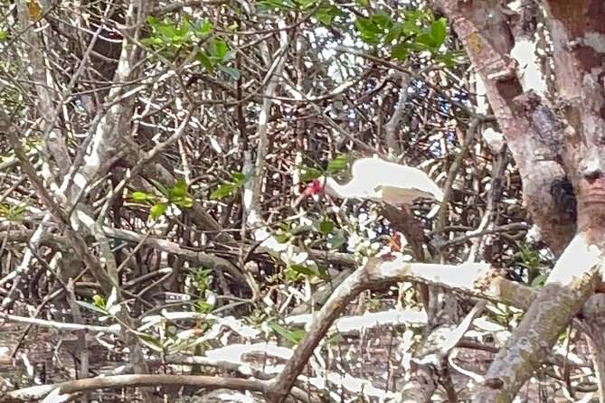 Exclusive Kayak Expedition: Exploring the Mangroves to Shell Key - The Sum Up