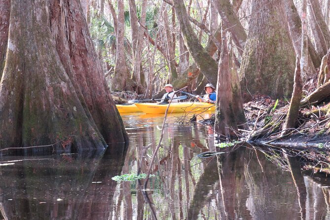 Exclusive Nature Escape Kayak Adventure on Blackwater Creek - Setting the Scene: What to Expect on Your Blackwater Creek Kayak Tour
