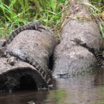 Exclusive Nature Escape Kayak Adventure on Blackwater Creek - Wildlife and Natural Beauty: What Makes This Tour Special