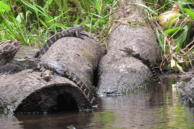 Exclusive Nature Escape Kayak Adventure on Blackwater Creek - Wildlife and Natural Beauty: What Makes This Tour Special