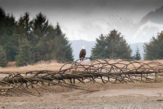 Exclusive Photography Tour Haines Departure - Frequently Asked Questions (FAQs)