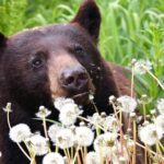 Exclusive Photography Tour to Haines - Skagway Departure - The Experience: The Good, the Great, and Small Challenges