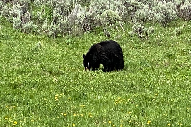 Exclusive Private Yellowstone Adventure: Explore The Lower Loop - FAQs