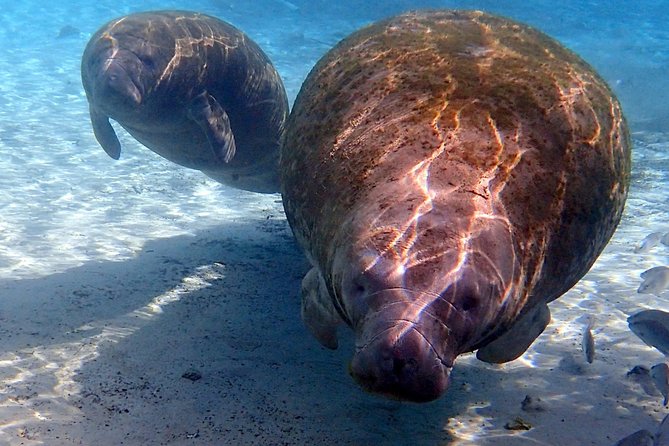 Exclusive Small Group VIP Heated Manatee Snorkel Tour - Why This Tour Stands Out