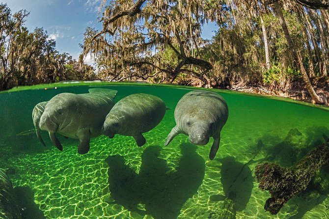 Exclusive Small Group VIP Heated Manatee Snorkel Tour - The Itinerary Breakdown