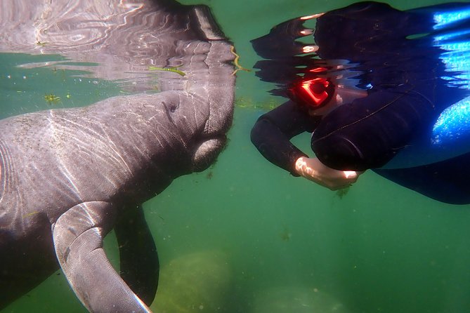 Exclusive Small Group VIP Heated Manatee Snorkel Tour - The Sum Up