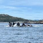 Experience Local Marine Wildlife Tour - Final Thoughts: Who Is This Tour Best For?