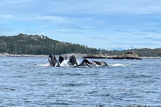 Experience Local Marine Wildlife Tour - Final Thoughts: Who Is This Tour Best For?