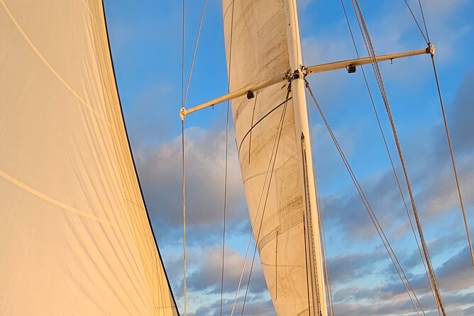 Experience Oceanside Sailing with Whales and dolphins! - An Overview of the Experience