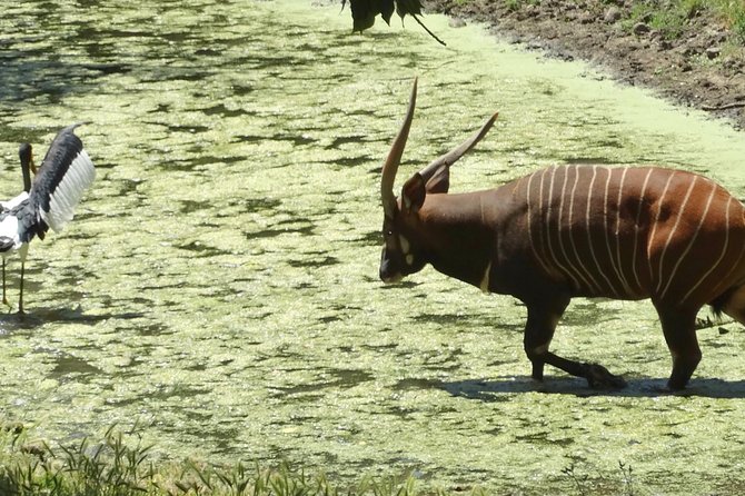 Experience our redwoods and wild Safari outdoor adventure - Key Points