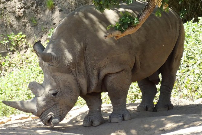 Experience our redwoods and wild Safari outdoor adventure - Authentic Insights from Reviews