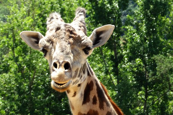 Experience our redwoods and wild Safari outdoor adventure - The Sum Up