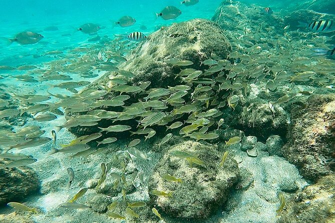 Experience Peanut Island Adventures - Who Would Love This Tour?