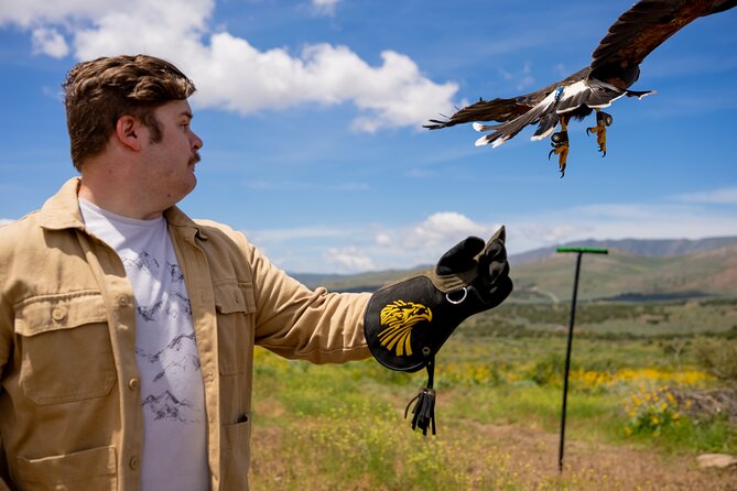 Experience Raptors and Falconry in Reno - What to Expect from the Reno Falconry Experience
