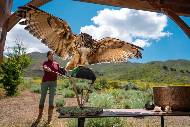 Experience Raptors and Falconry in Reno - The Sum Up