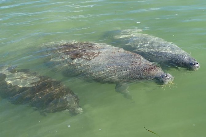 Explore Mangrove Creeks with an All Day SUP/single kayak Rental - The Value of the Experience